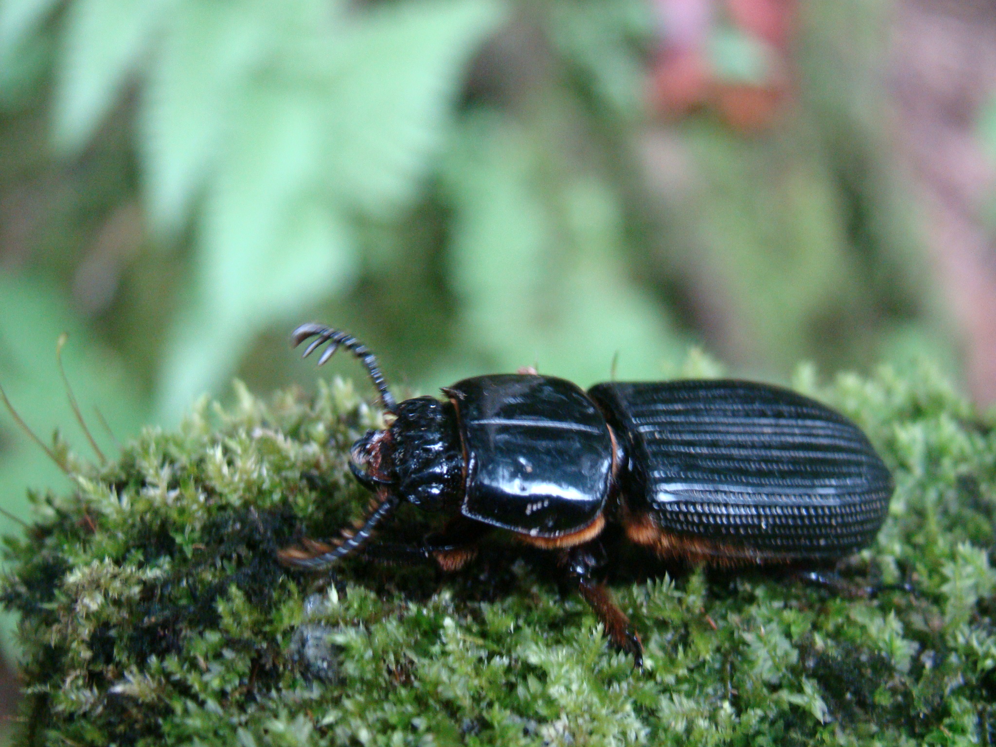 Macro Pictures, Reboot and Rekindling my passion for making Video Games ...